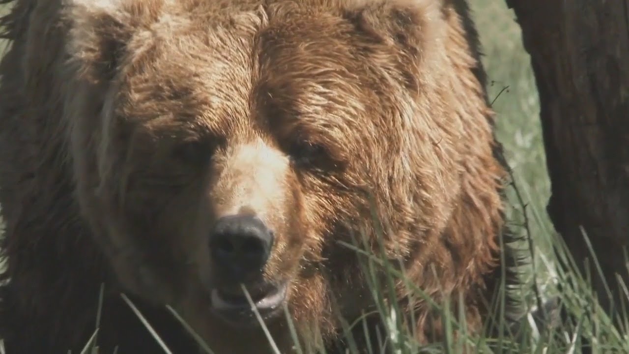 Man survives bear attack after bear maces itself - YouTube