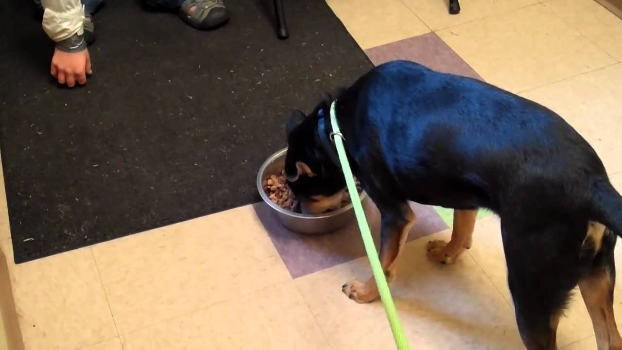 Paxton food - YouTube
