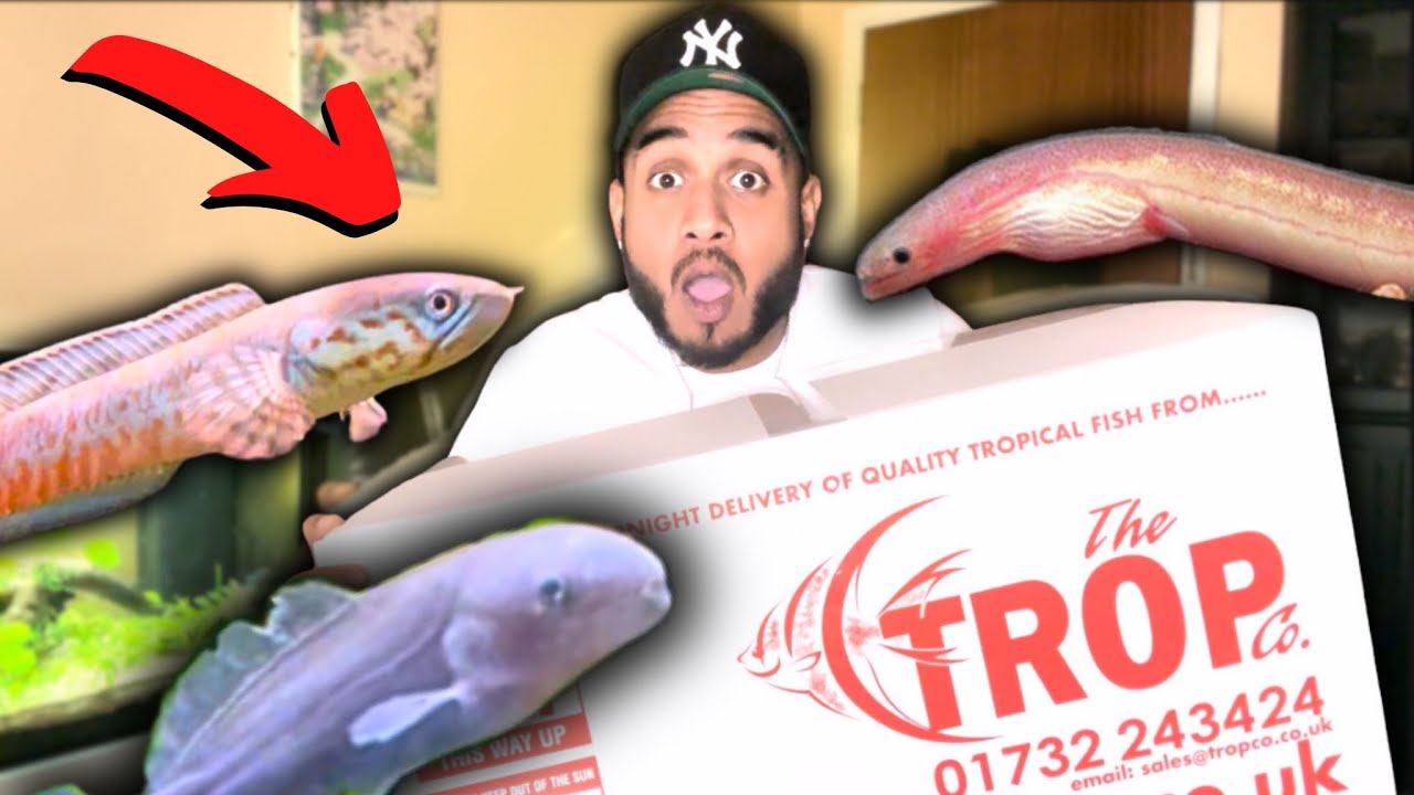 I Spent Over £100 on Rare Fish! ( TropCo Unboxing ) - YouTube