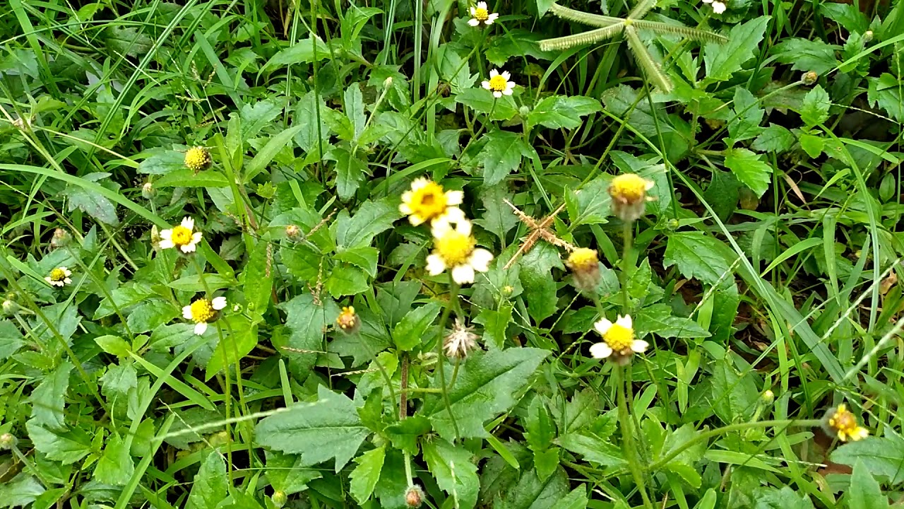 Bunga Rumput Ilalang kuning mekar - YouTube