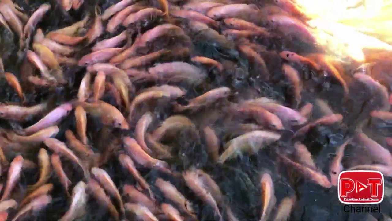 Primitive Fish At Stoeng Kev | Primitive Animals Team - YouTube