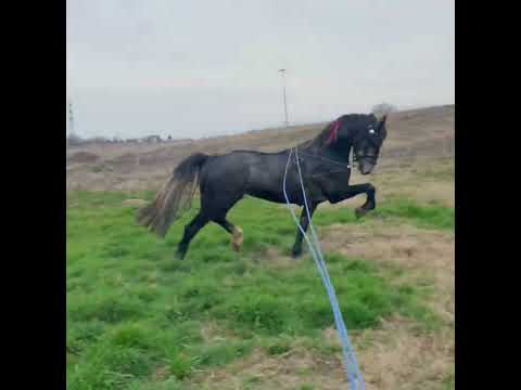 #cai #kwpn #armasar #monta 0767684322