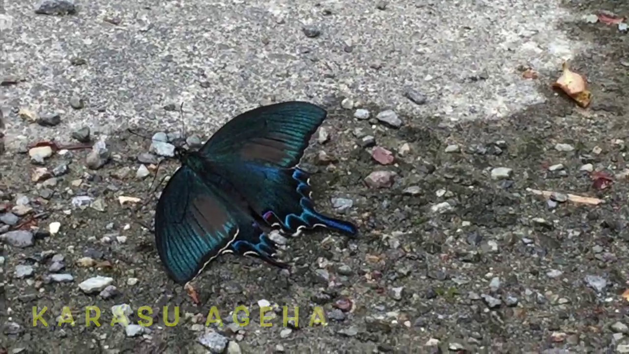 butterfly hokkaido チョウ好き。 - YouTube