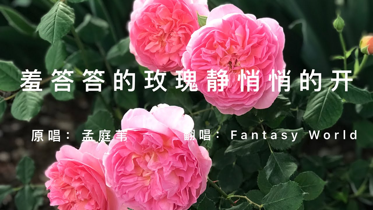 羞答答的玫瑰静悄悄的开 The shy rose blooms quietly - YouTube