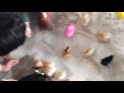 Children playing with colorful baby chickens - YouTube
