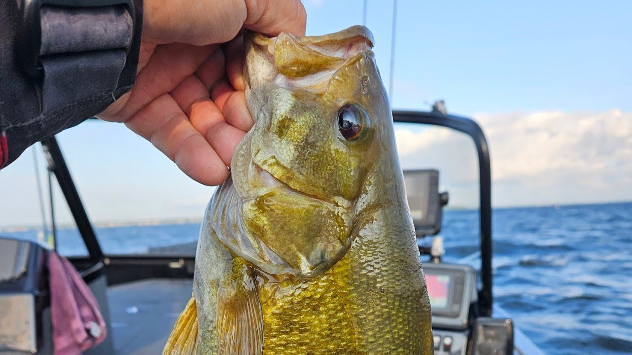 Fun Fishing a beautiful summer morning - YouTube