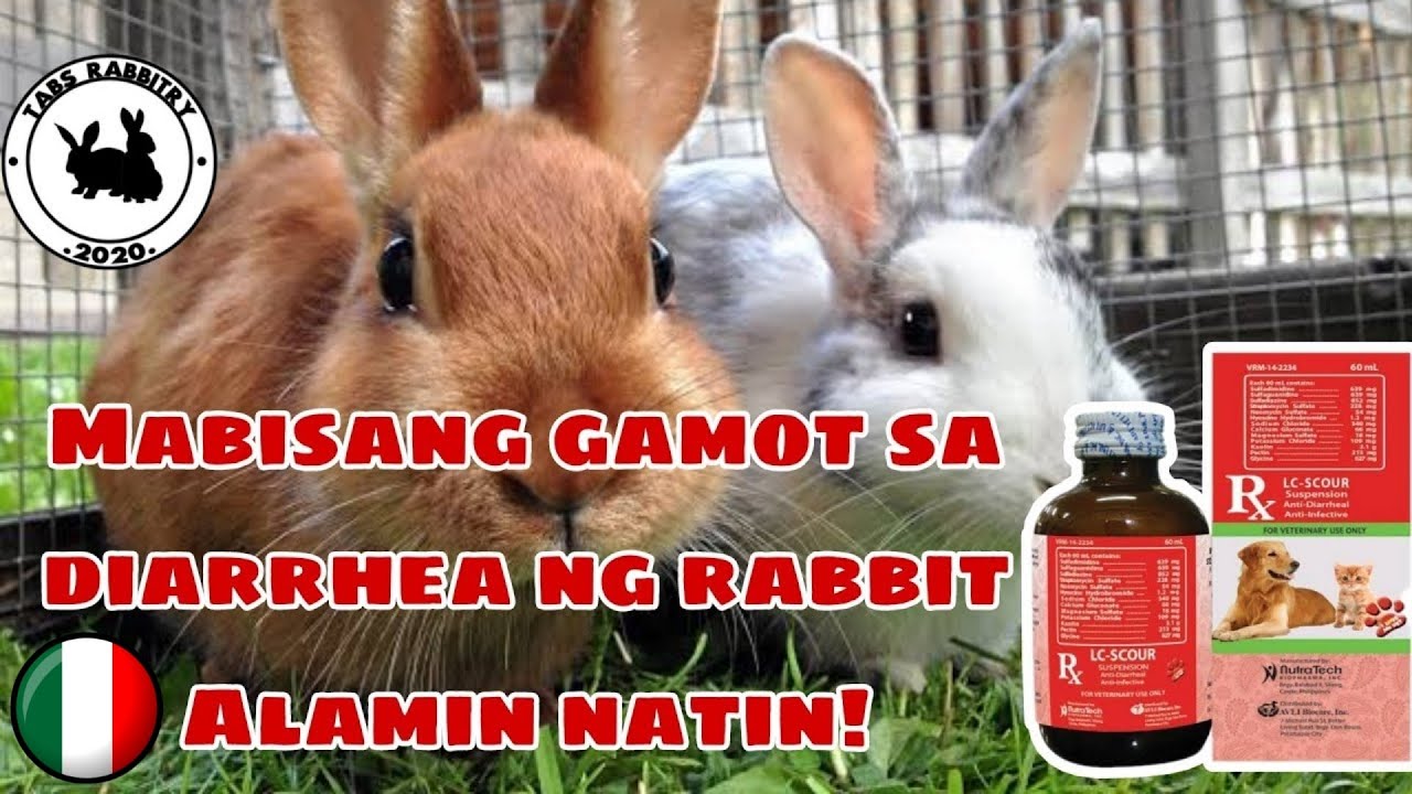 Mabisang gamot sa pagtatae ng rabbit |how to treat diarrhea in rabbits ...