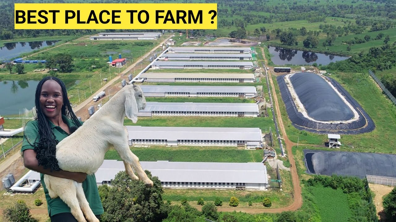 Starting A Simple Farm From Scratch! | Location, Water, Feeds, Beginner ...