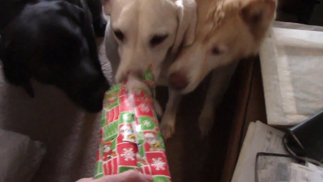 Dogs open presents - YouTube