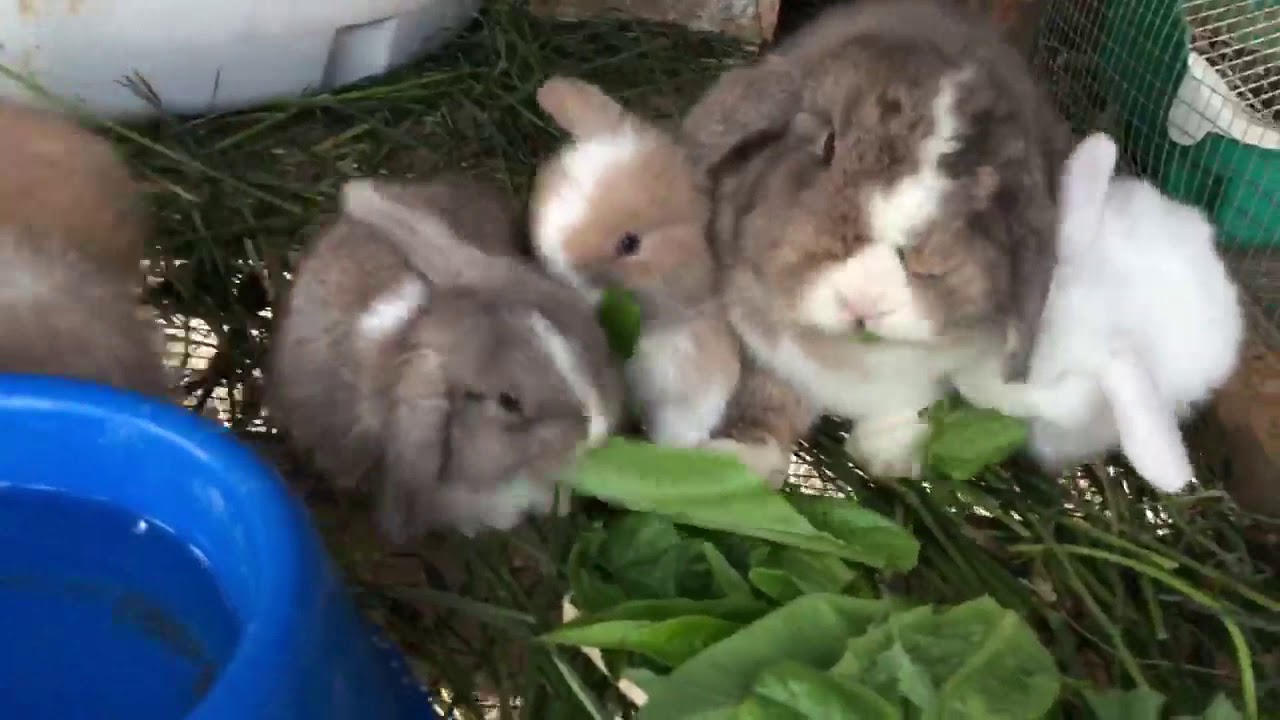 Baby bunnies eating with their mom - YouTube
