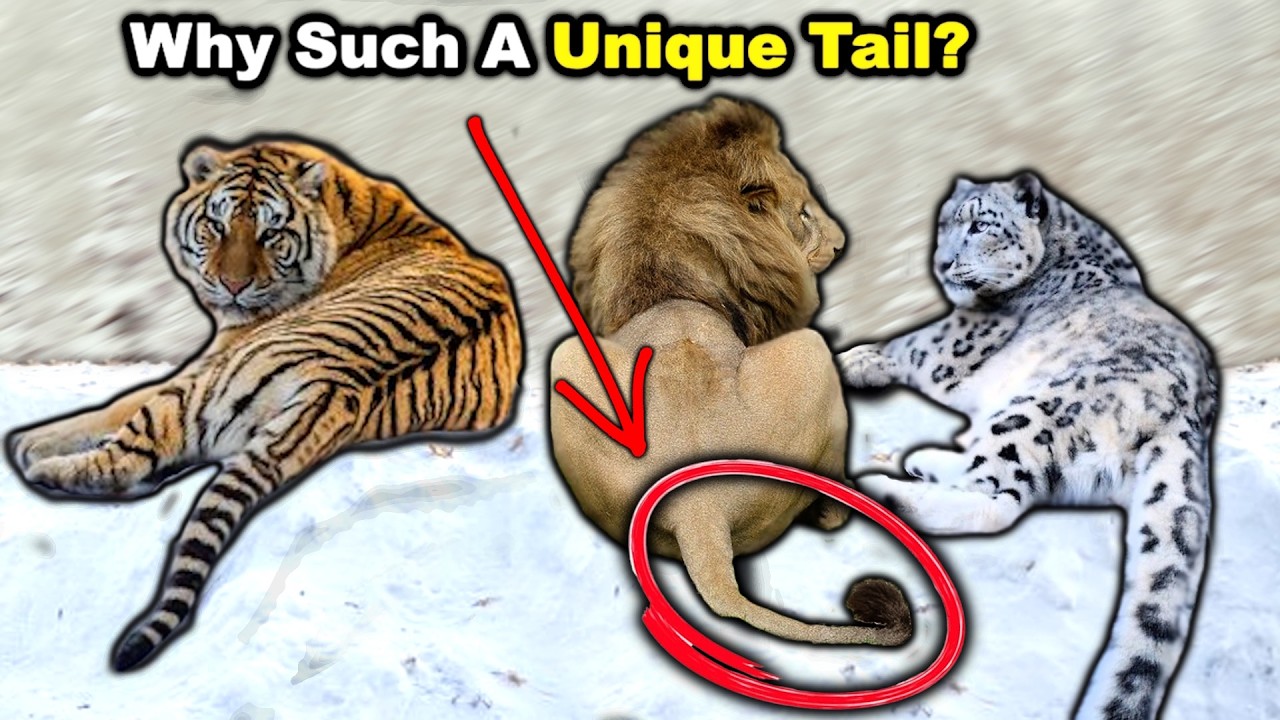 15 Weird BIG CAT Facts School Never Taught You - YouTube