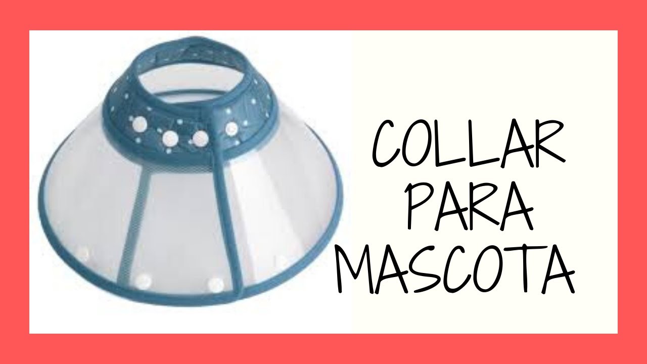 COMO HACER COLLAR ISABELINO/ COLLAR PARA MASCOTA CASERO/ CUELLO PARA ...