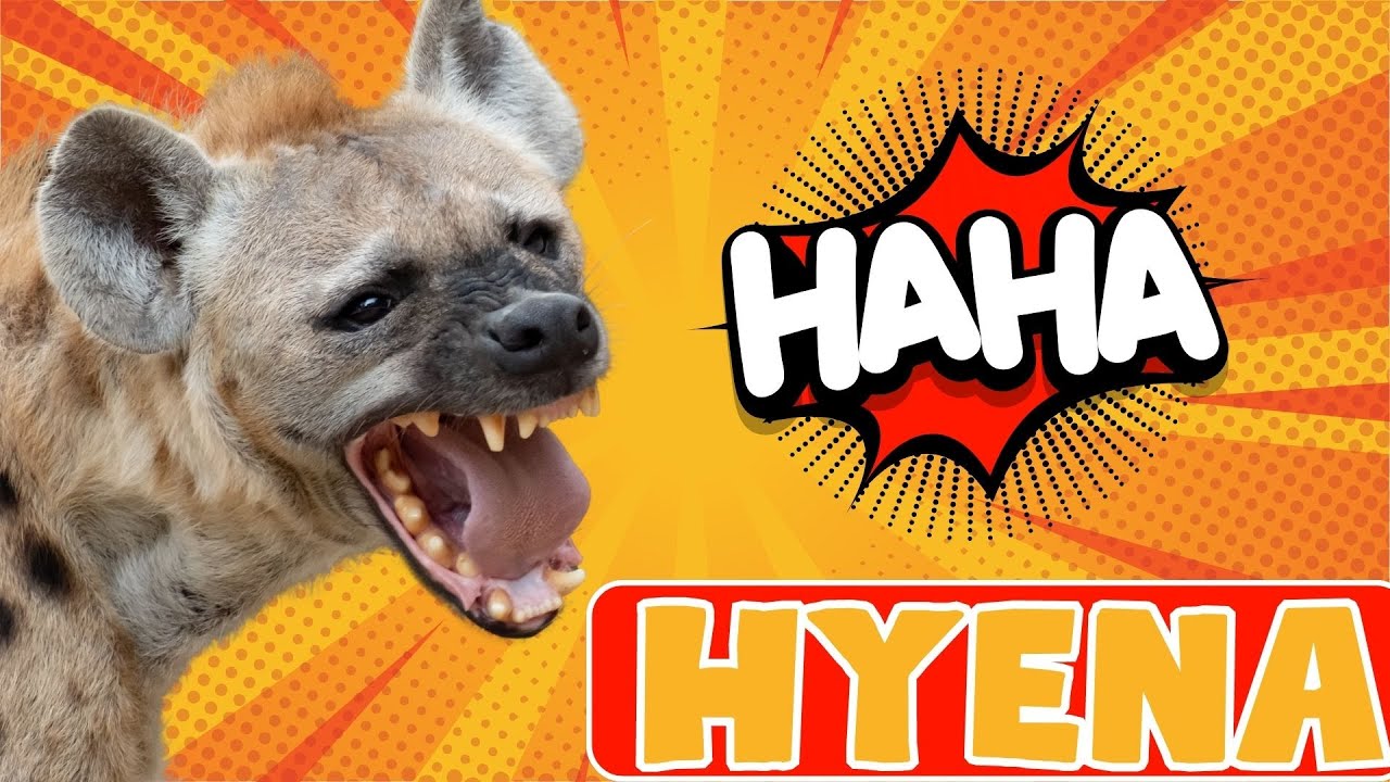 Laughing hyena- hyena facts for kids🐾🐾 - YouTube