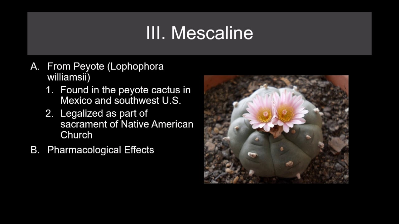 Mescaline Drug Effects