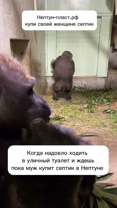 Когда надоело ходить в уличный туалет и просишь мужа купить септик в ...