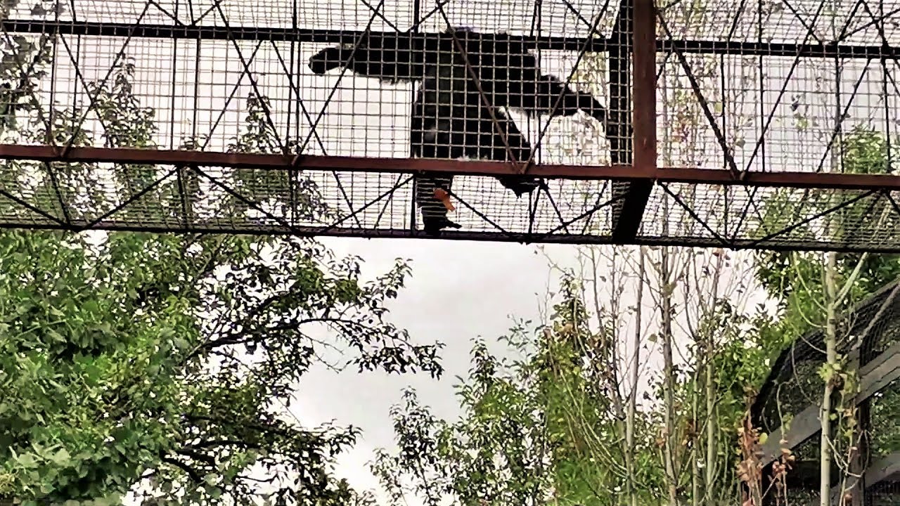 ОТПАДНЫЙ танец шимпанзе. Chimpanzee dance - YouTube