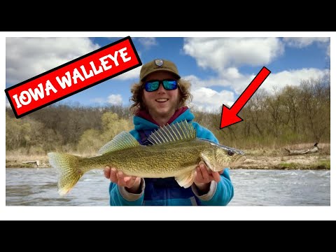 BIG Walleye in a New State!! (IOWA Walleye Fishing) - YouTube