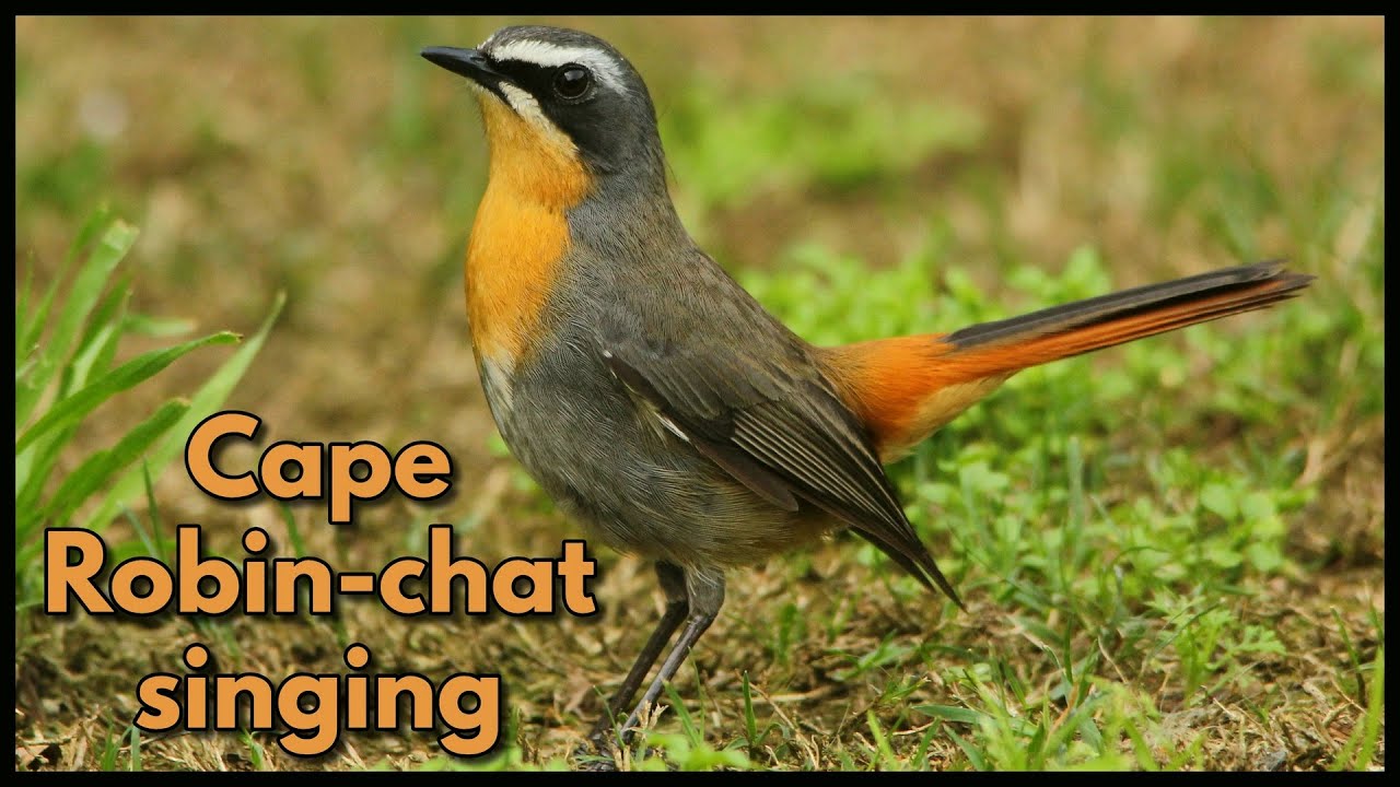 CAPE ROBIN-CHAT singing - YouTube