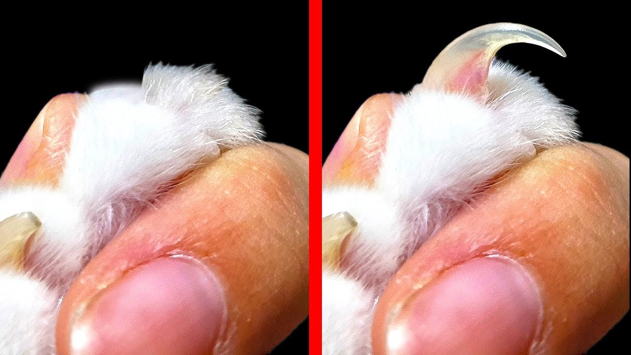 Como as Garras do Gato Funcionam? - YouTube