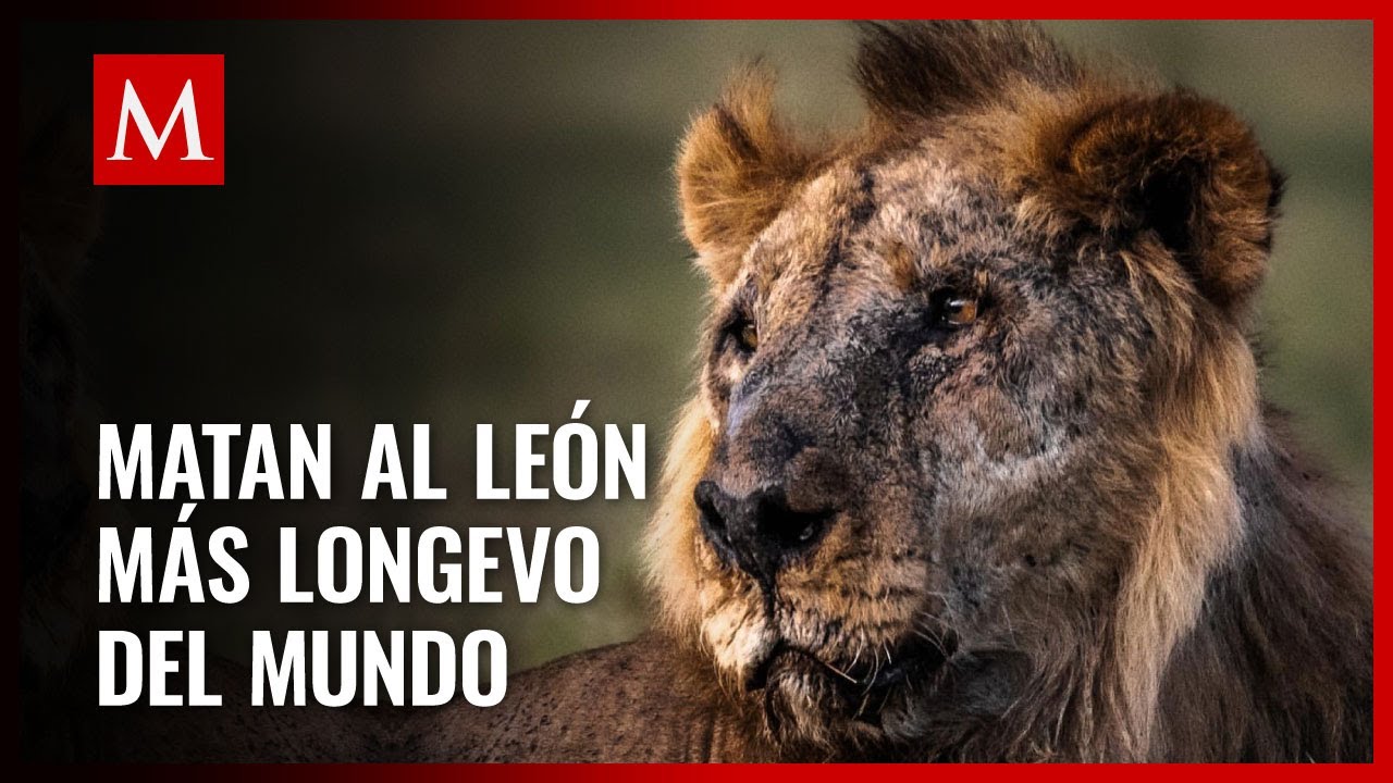 Loonkito, el león más longevo del mundo en estado salvaje es asesinado ...