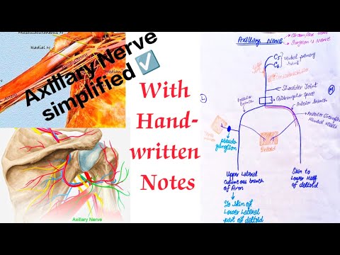 Axillary Nerve | Course,relations and branches simplified ☑️ - YouTube