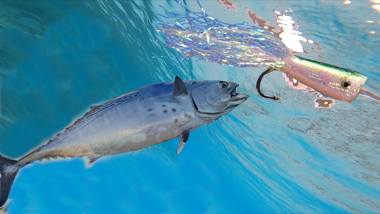 Med Pop, fly fishing in the Mediterranean sea with poppers - YouTube