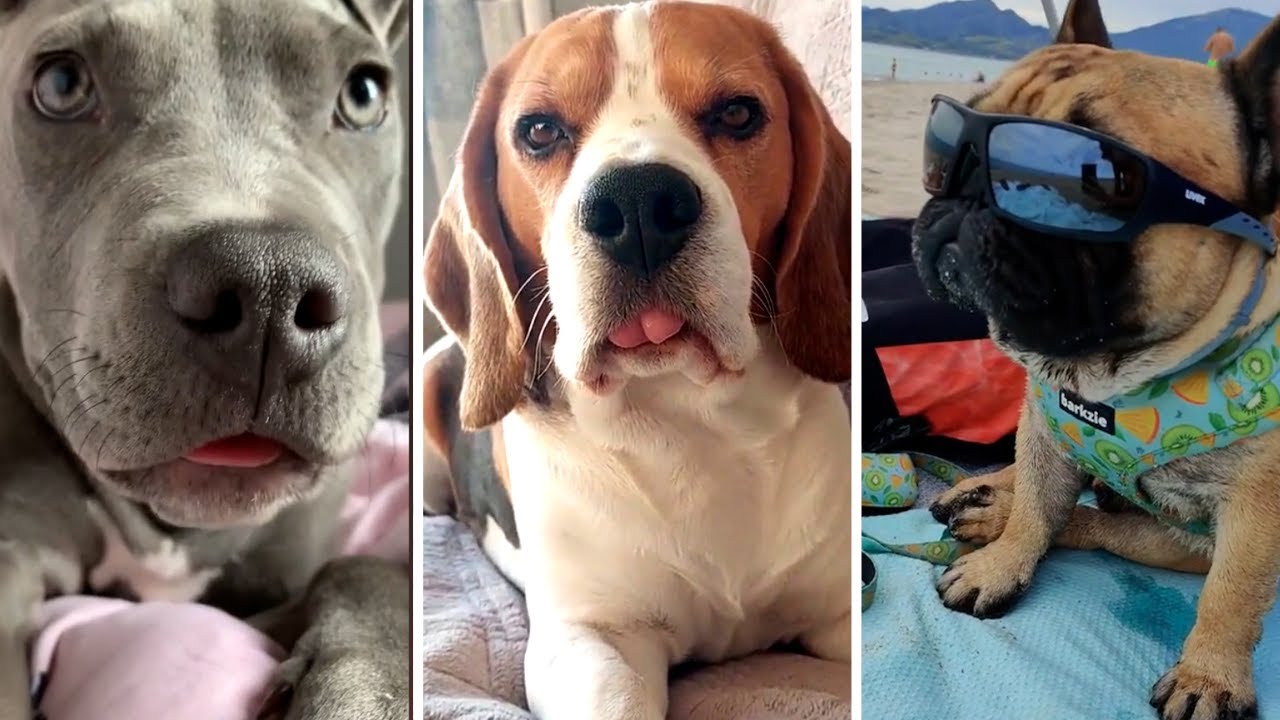 Funniest DOGS 🐶 Cutest Puppies Compilation 🐶 - YouTube