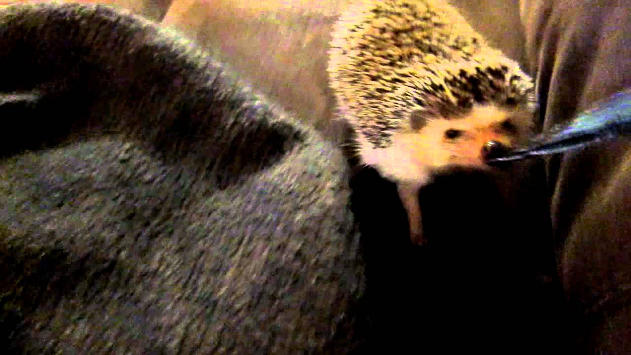 THE CUTEST HEDGEHOG ATTACK EVER!!! OMG!!! - YouTube