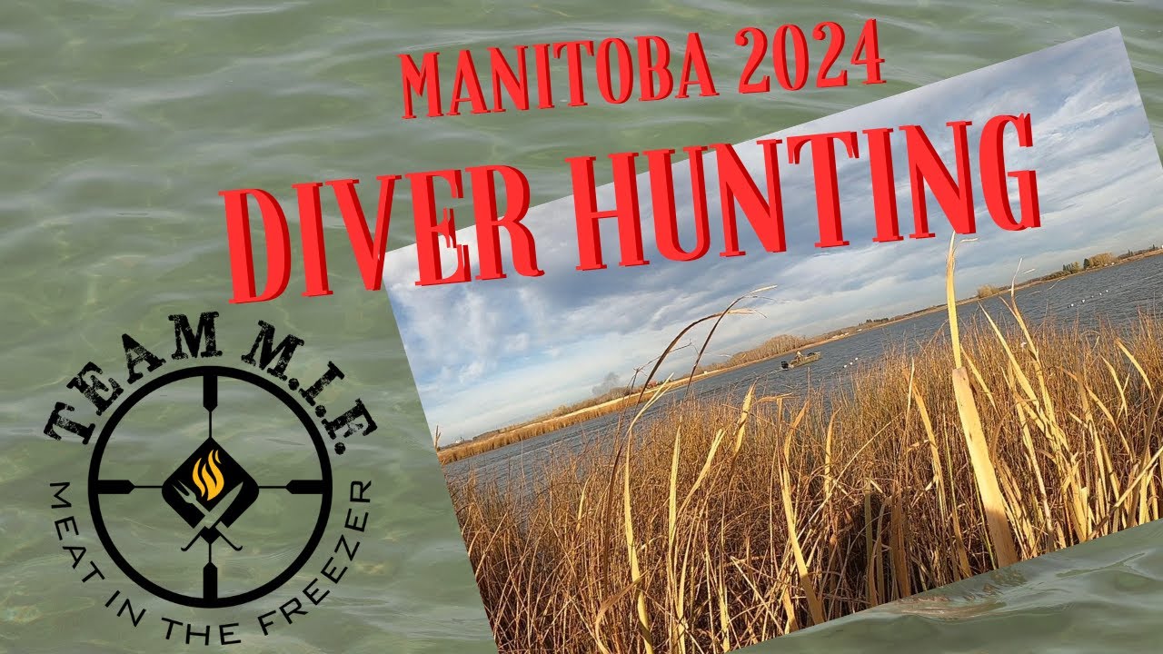 MANITOBA DUCK HUNTING "DIVERS" - YouTube