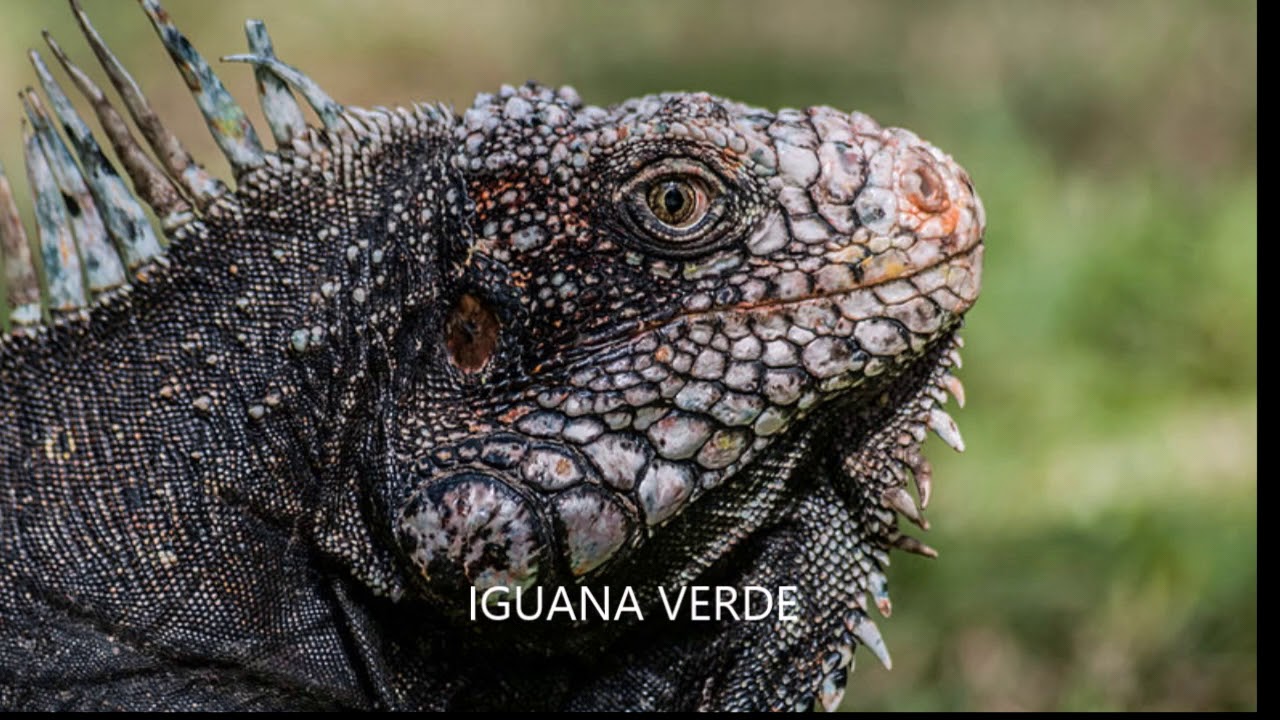 Lugares turísticos, flora y fauna de Paraguay - YouTube