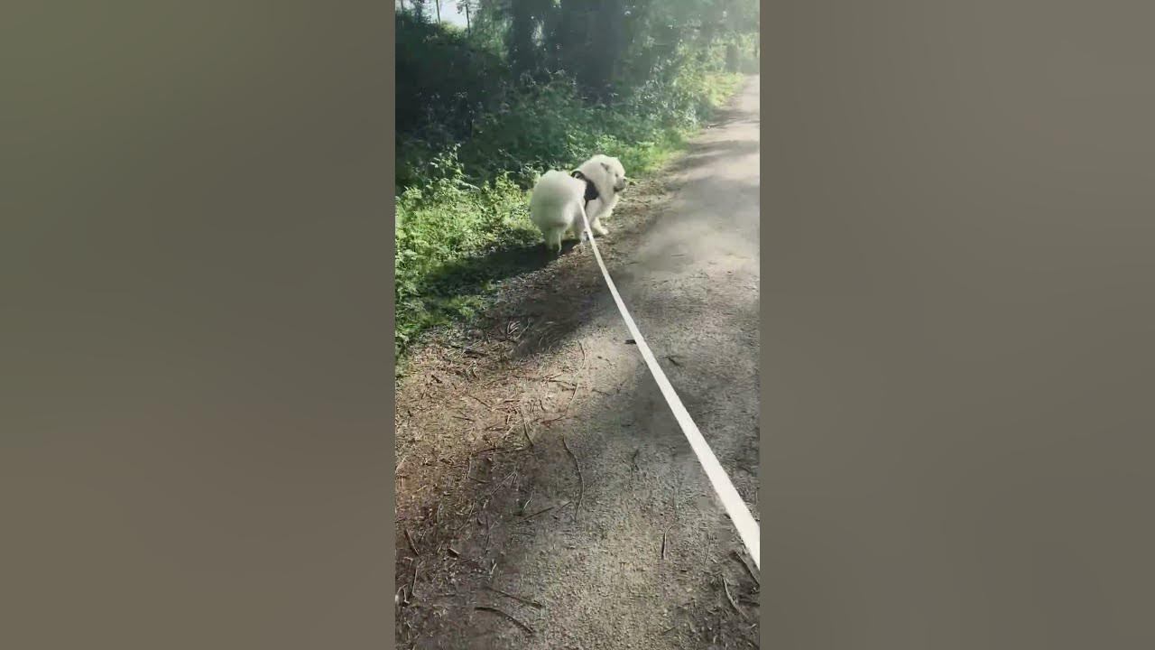 Dog take walk - YouTube