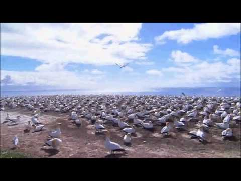 Another song for Susan Boyle: The Mirror