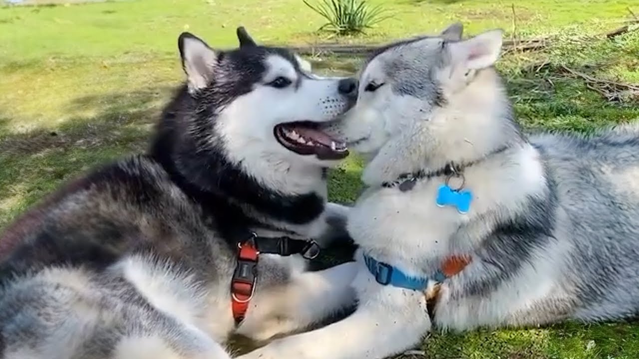 Huskies are the Queens of All Drama! 🤣 🤣 Funny Dogs Video 2024 - YouTube