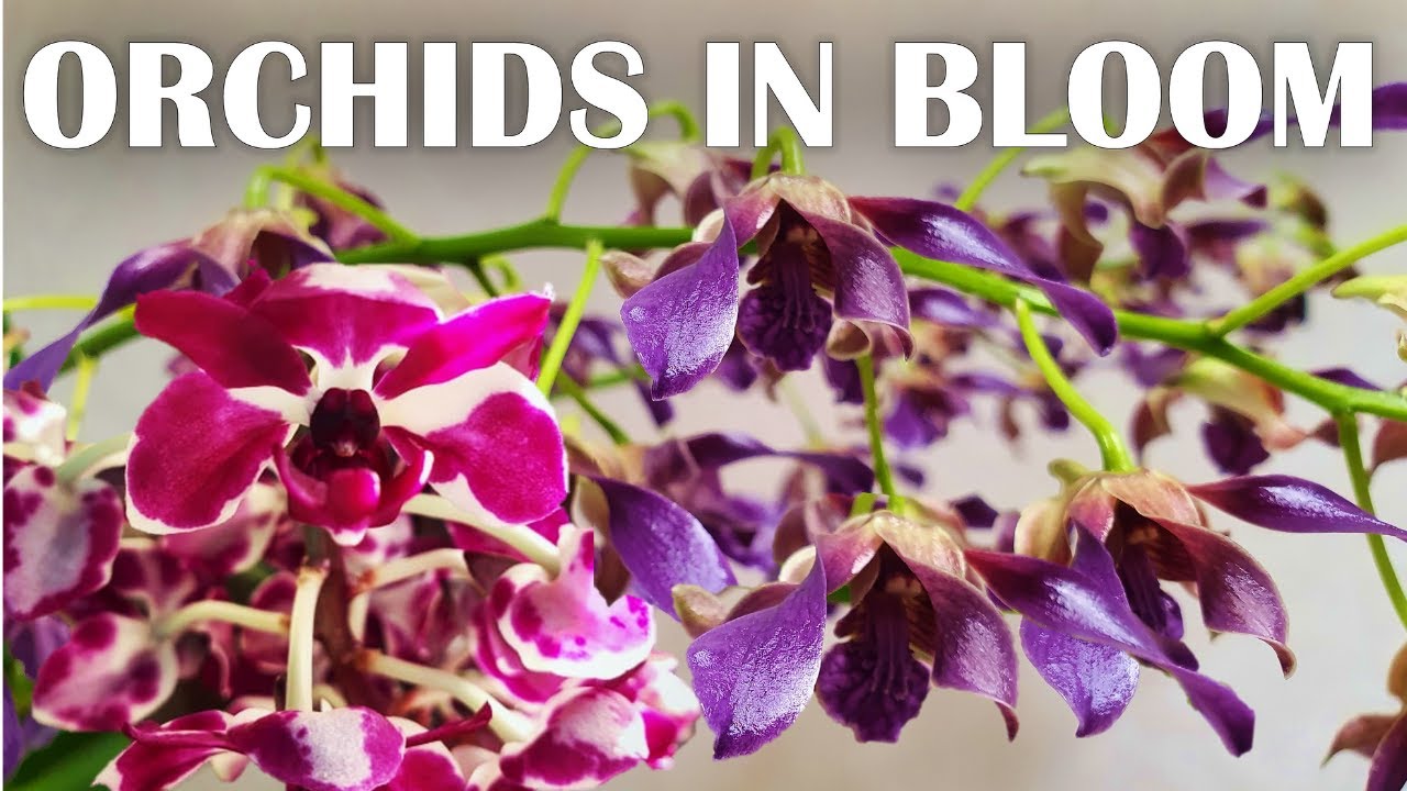 Orchids In Bloom December 2019 ☃ Merry Christmas! ☃ - YouTube