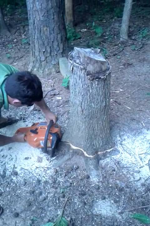 Cutting OFF a Stump - YouTube