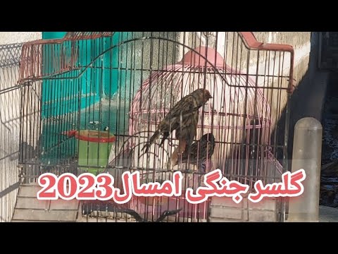 Gulsar Best Rolling Vs Gulsar 2023 l Red Fronted Singing lمستی گلسر ...
