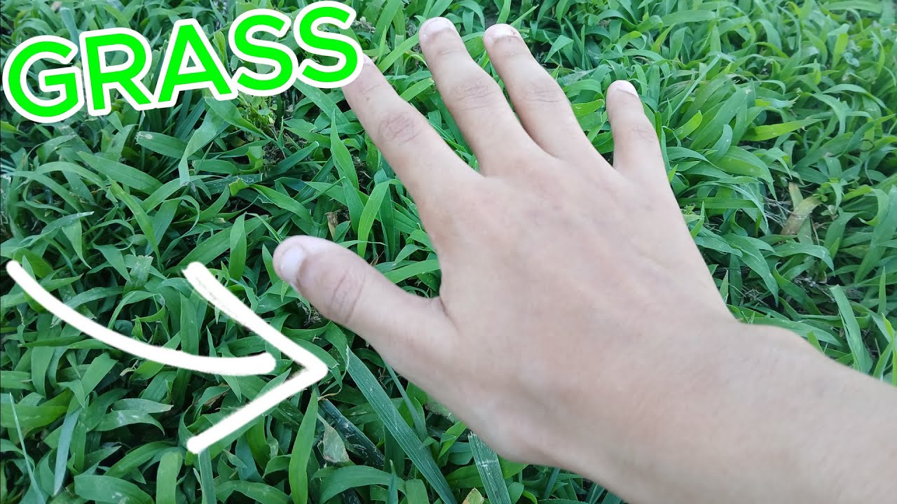 touching grass - YouTube
