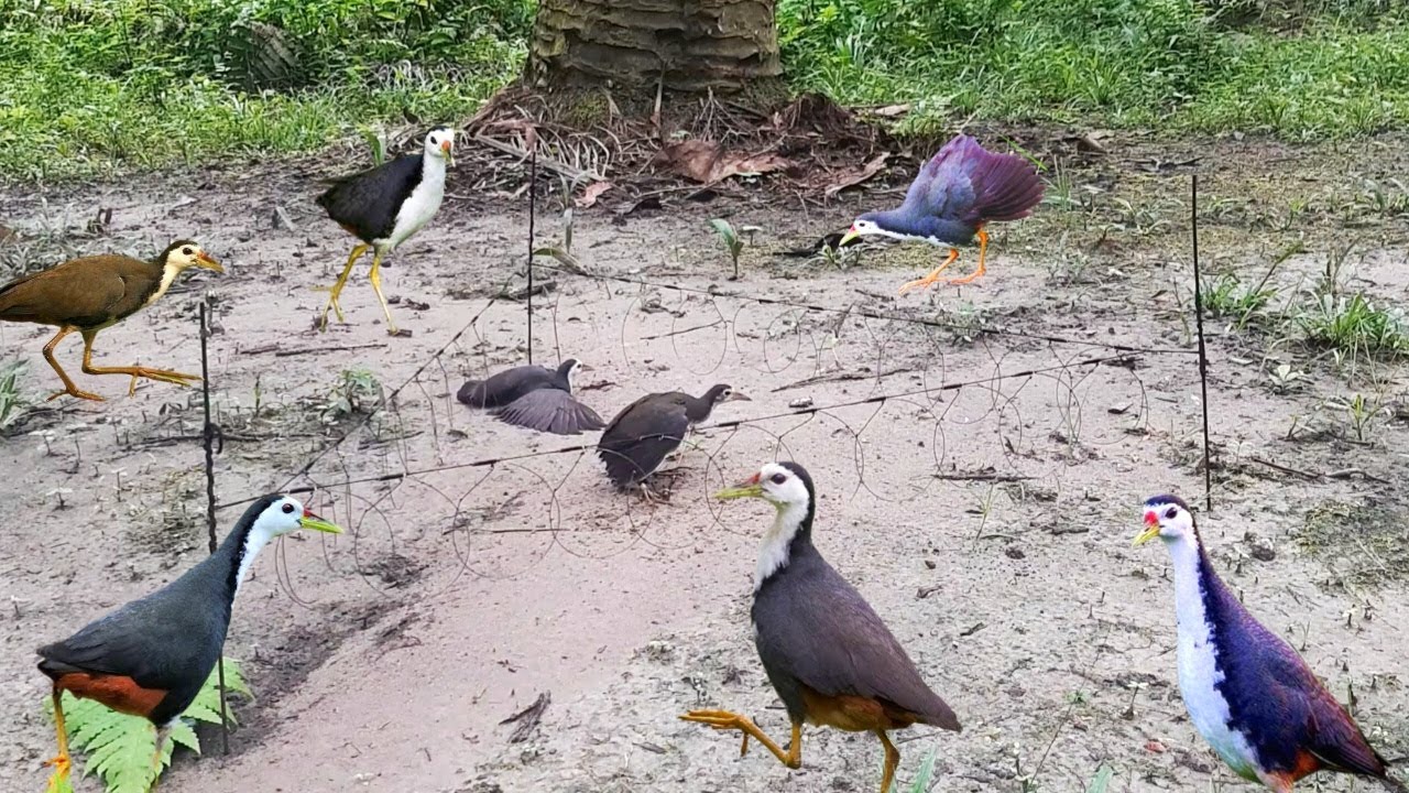 A wonderful way to hunt birds | Bird hunting from village forest jungle ...