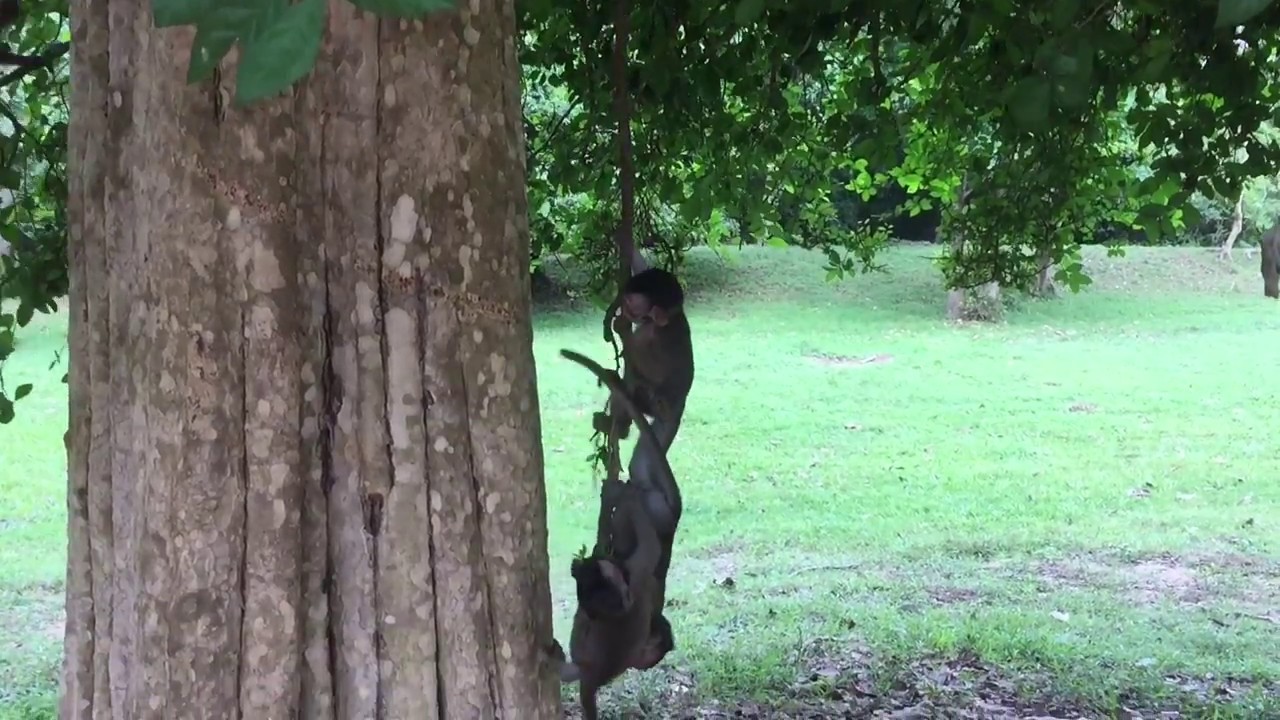 Baby monkey fall-down the tree,Real life of baby monkey - YouTube