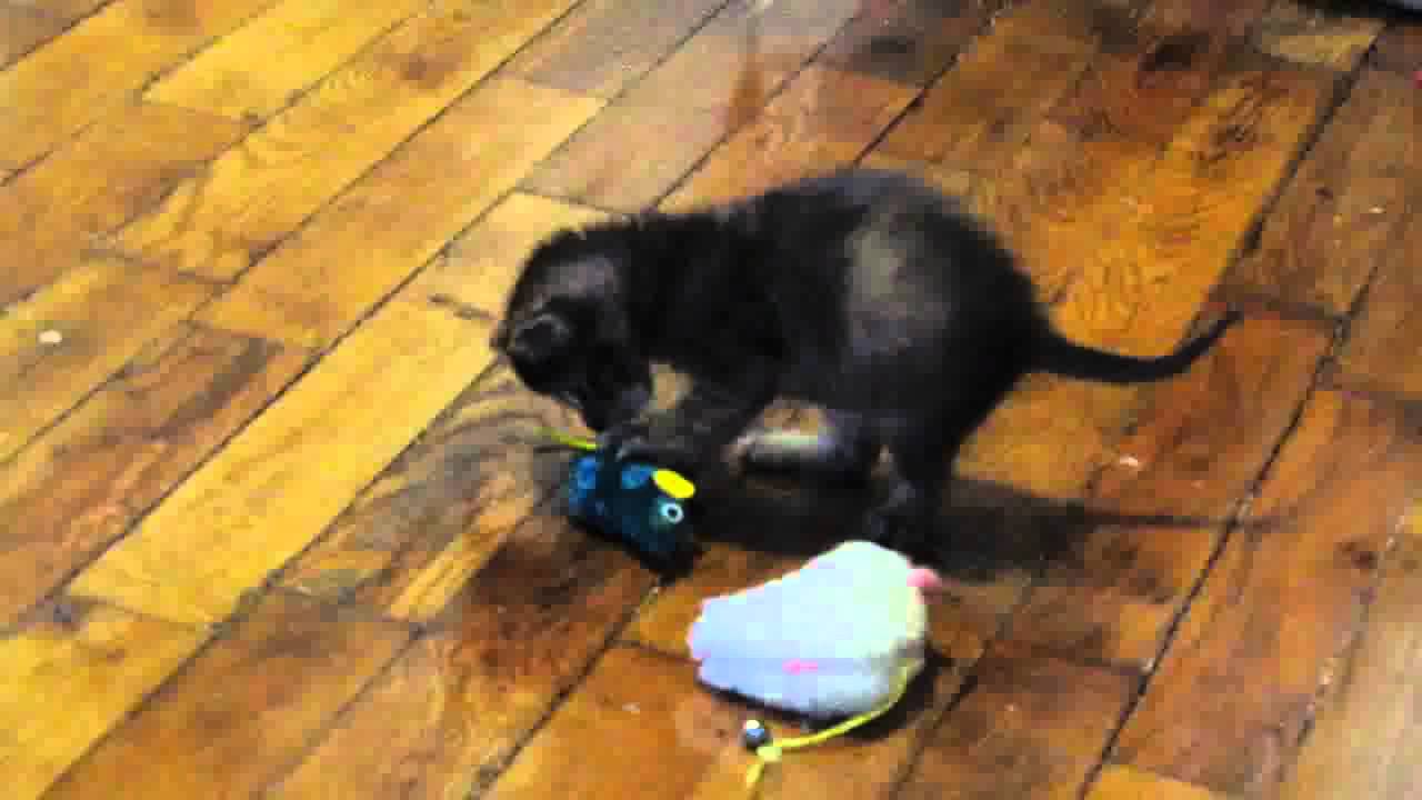 Matilda and the Mouse! - YouTube