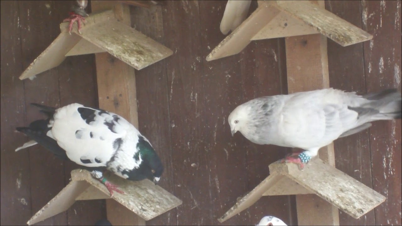 Kaftar Afghani in Germany - YouTube