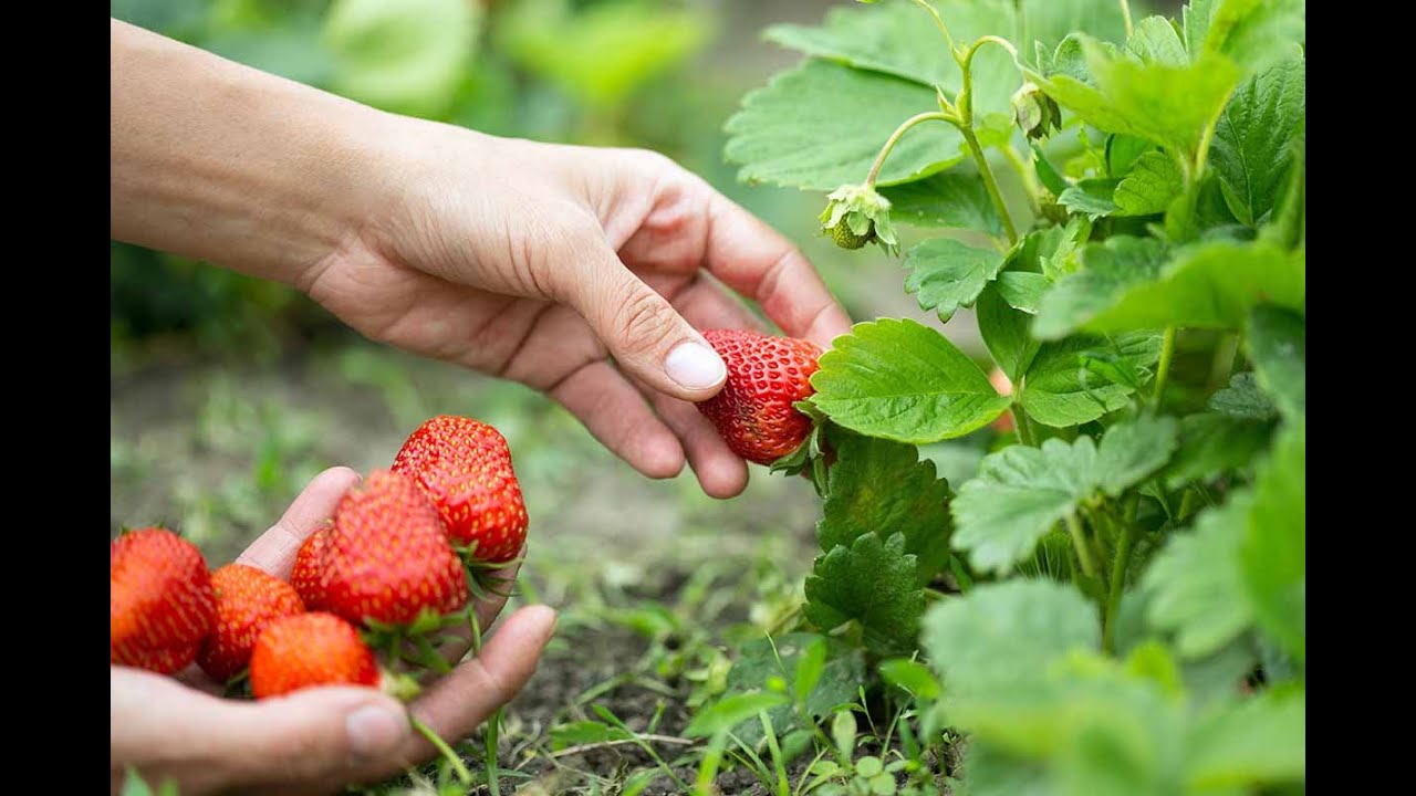 Strawberry U-Pick in Florida - YouTube