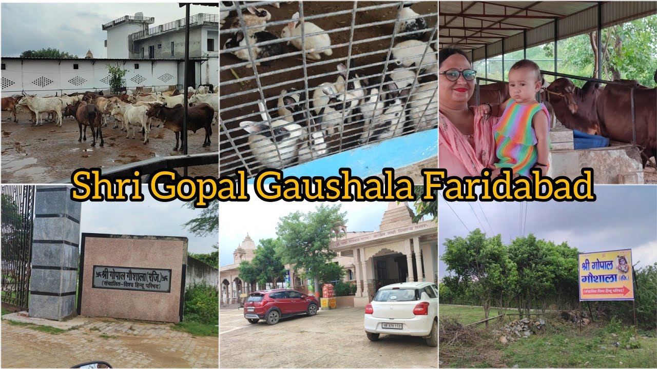 Shri Gopal Gaushala Faridabad.Faridabad Gopal Gaushala - YouTube