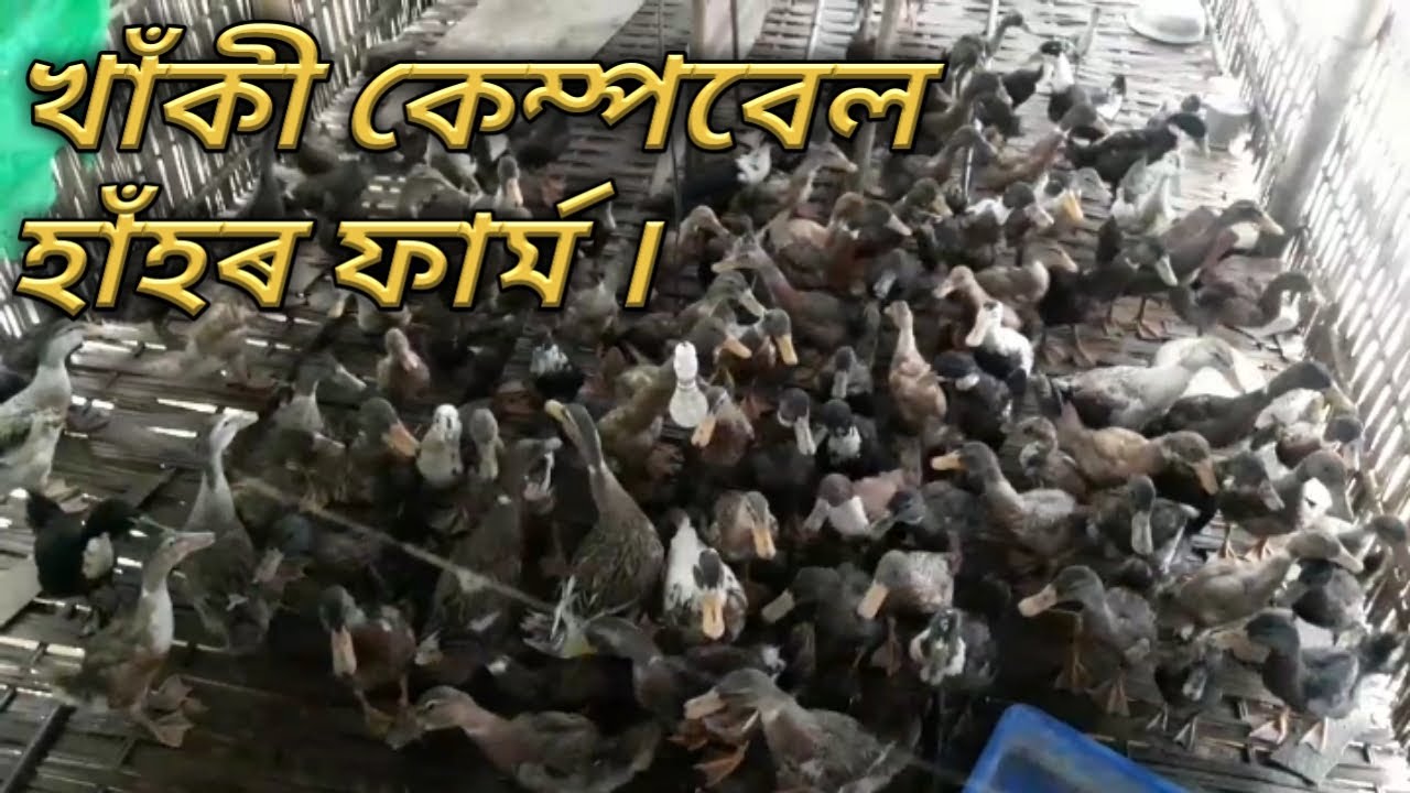 হাঁহৰ ফাৰ্ম / খাঁকী কেম্পবেল / খাকী কেম্পবেল হাঁহৰ ফাৰ্ম / Duck Farm ...