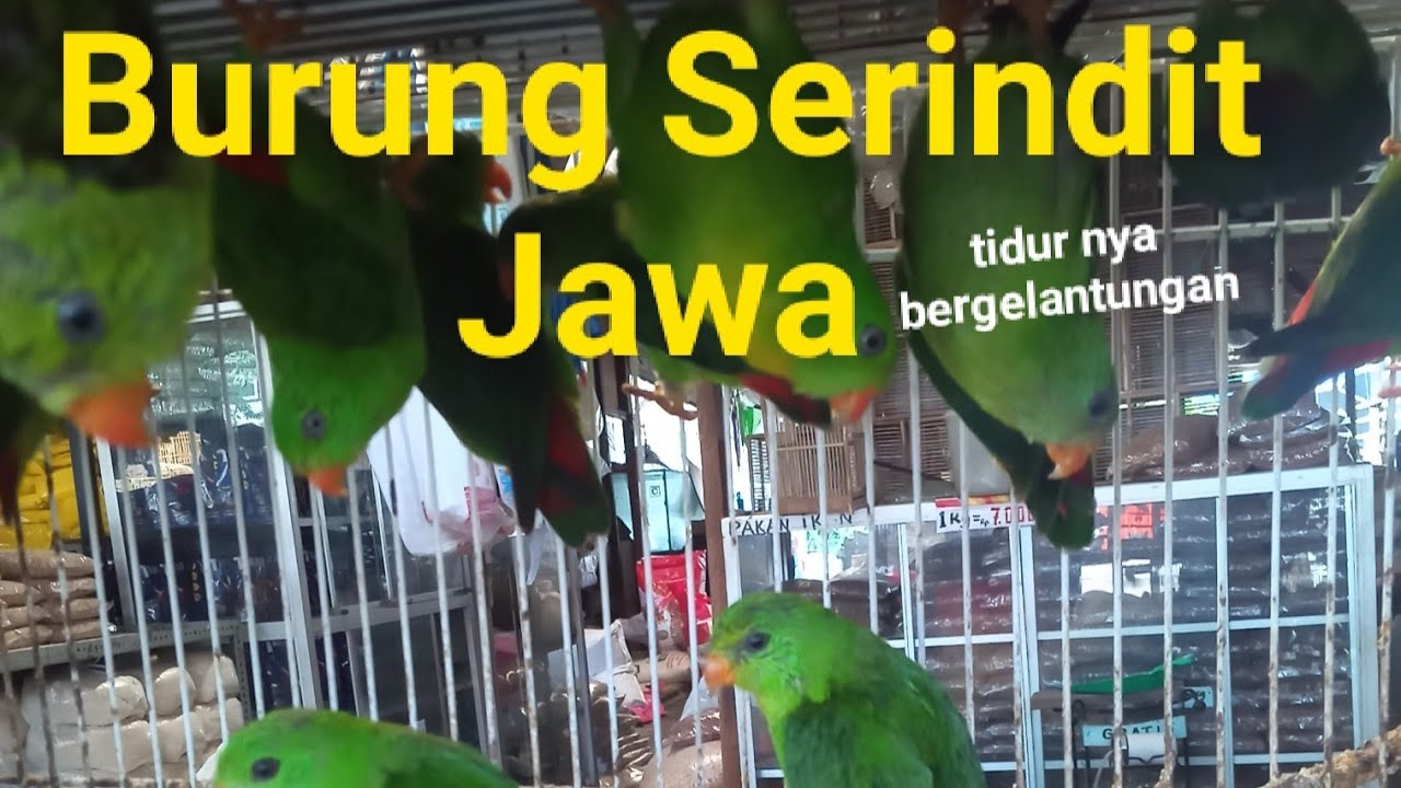 Burung Serindit Jawa - YouTube
