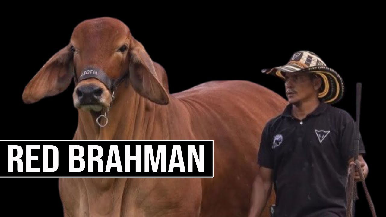 🔴 Exploring The Genetics Of RED BRAHMAN Biggest Bulls And Cows #Brahman ...