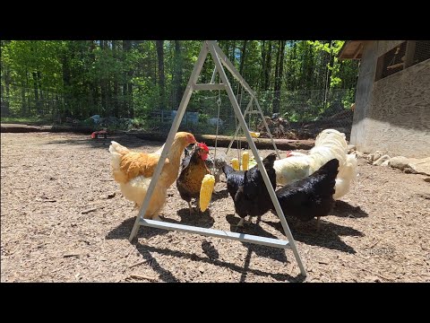 Chicken Corn Swing Full Video