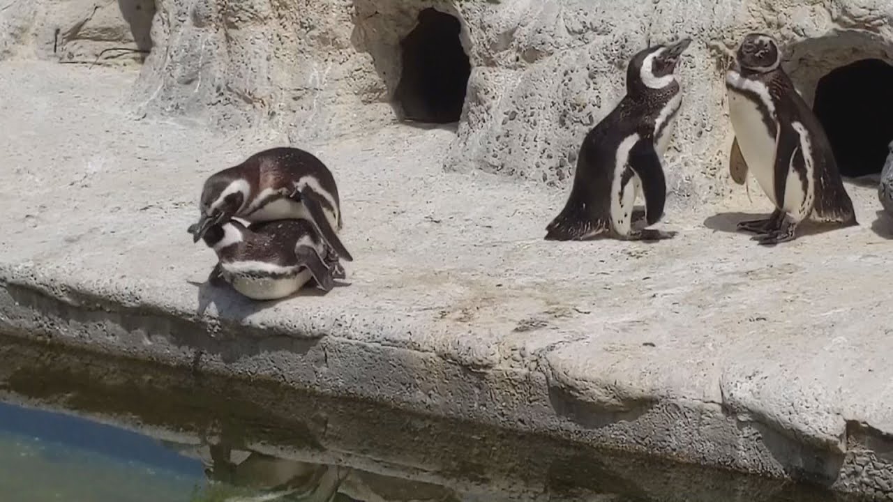 Casal de pinguins gays são pais "exemplares" em zoo de San Francisco ...
