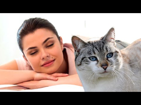 Тушда Мушук курса | Tushda Mushuk ko'rsa