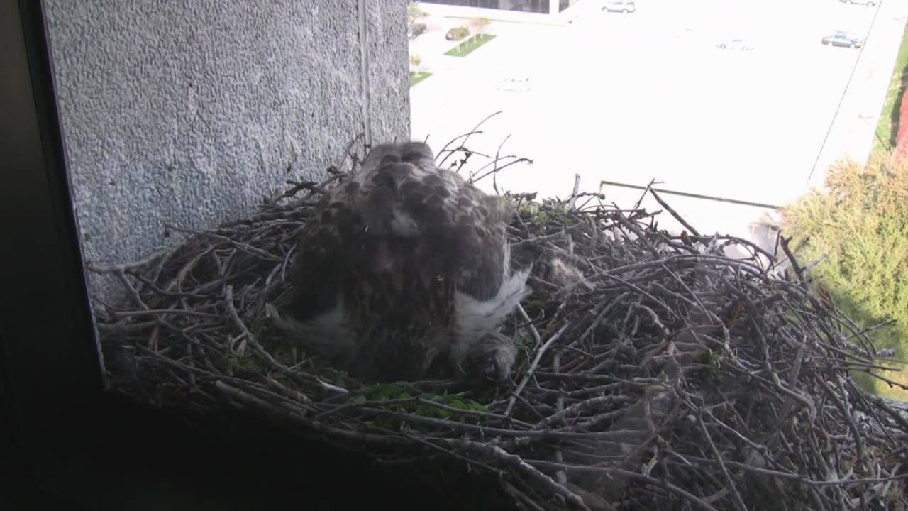 Hatching of the First of Three Baby Red-tailed Hawk - YouTube